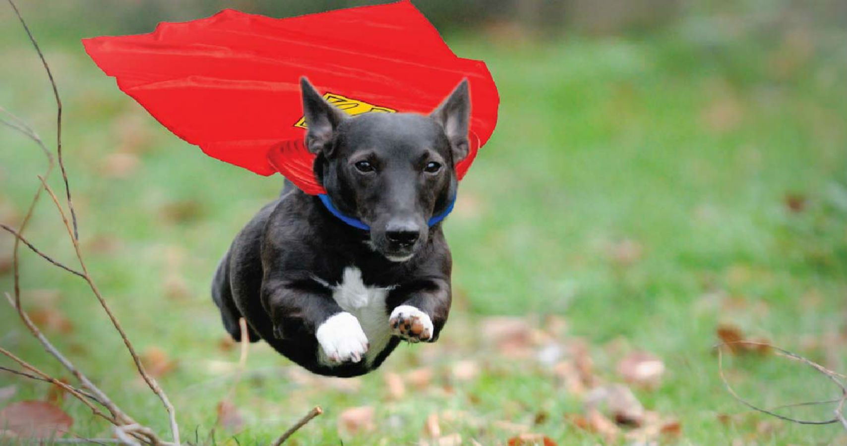 Hero Dog Gives His Life To Protect Baby From Deadly Cobra